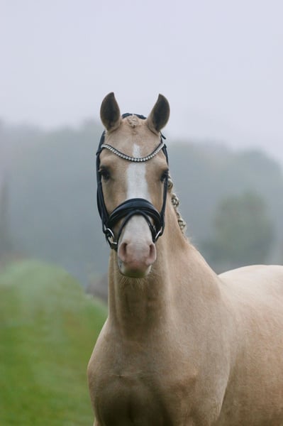 Deutsches Reitpony Wallach 4 Jahre 146 cm Falbe in Nottuln/ Appelhülsen