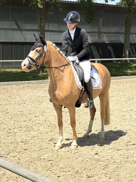 Deutsches Reitpony Wallach 4 Jahre 146 cm Falbe in Nottuln/ Appelhülsen