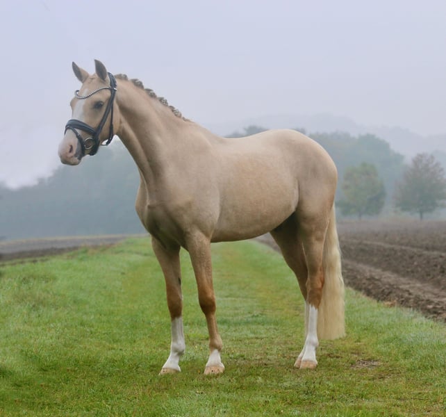 Deutsches Reitpony Wallach 4 Jahre 146 cm Falbe in Nottuln/ Appelhülsen