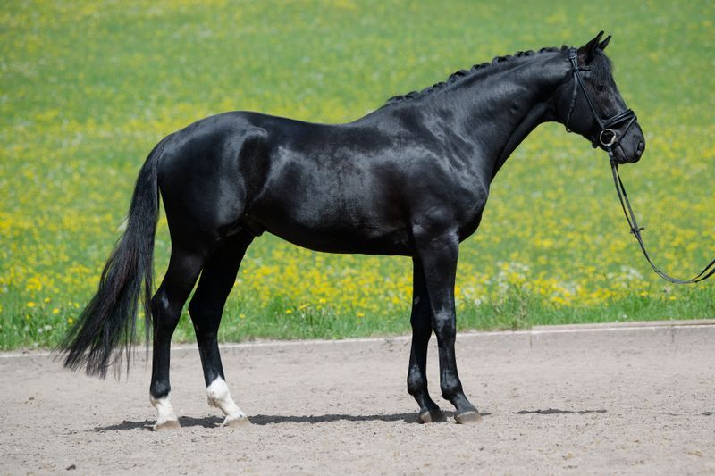 Deutsches Sportpferd Hengst 4 Jahre 169 cm Rappe in Altensteig
