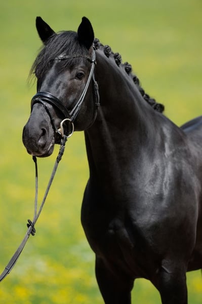 Deutsches Sportpferd Hengst 4 Jahre 169 cm Rappe in Altensteig