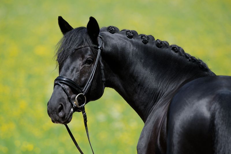 Deutsches Sportpferd Hengst 4 Jahre 169 cm Rappe in Altensteig