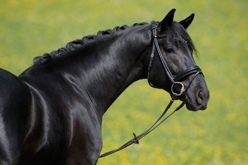 Deutsches Sportpferd Hengst 4 Jahre 169 cm Rappe in Altensteig