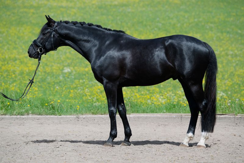 Deutsches Sportpferd Hengst 4 Jahre 169 cm Rappe in Altensteig