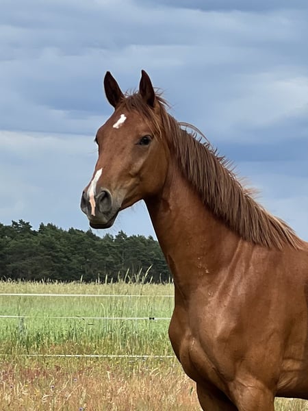 Deutsches Sportpferd Stute 2 Jahre 164 cm Fuchs in Schwielochsee