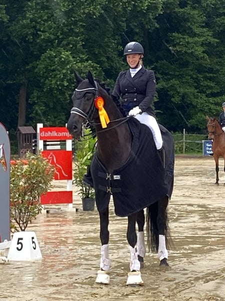 Deutsches Sportpferd Wallach 11 Jahre 173 cm Rappe in Schwerte