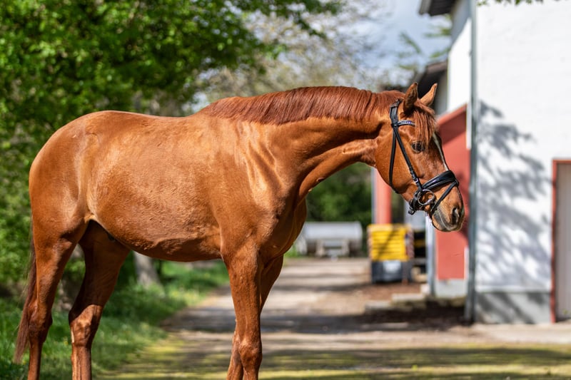 Deutsches Sportpferd Wallach 4 Jahre 165 cm Fuchs in Frettenheim