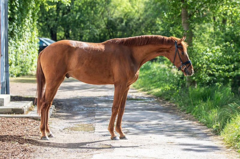 Deutsches Sportpferd Wallach 4 Jahre 165 cm Fuchs in Frettenheim