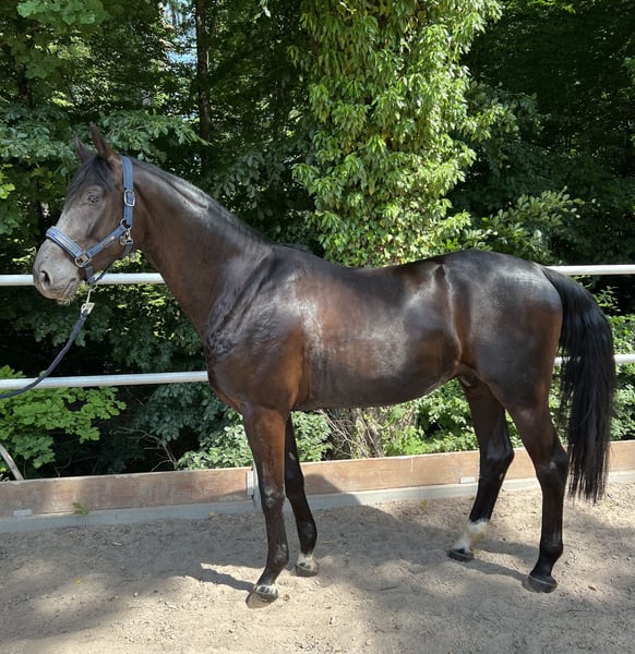 Deutsches Sportpferd Wallach 5 Jahre 167 cm Rappe in Mainhardt