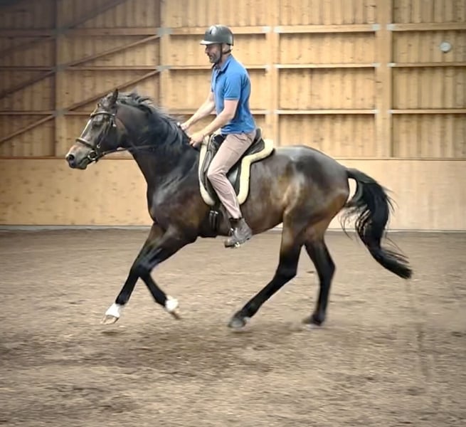 Deutsches Sportpferd Wallach 6 Jahre 167 cm Brauner in Liebenwalde