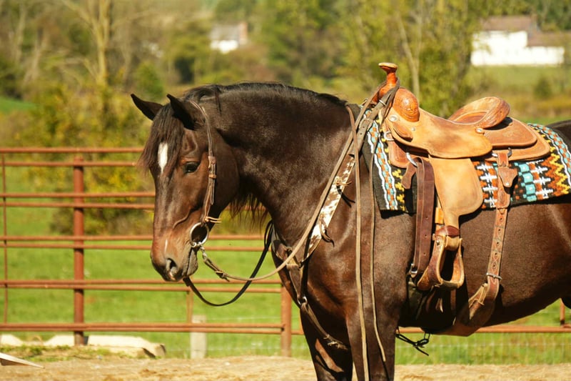 Draft Horse Mix Gelding 6 years 16 hh in Fresno