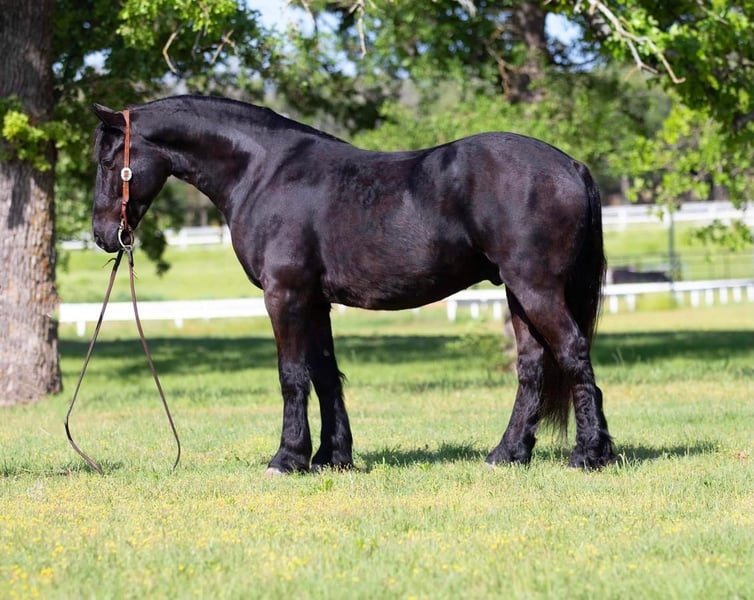 Black Draft Horse