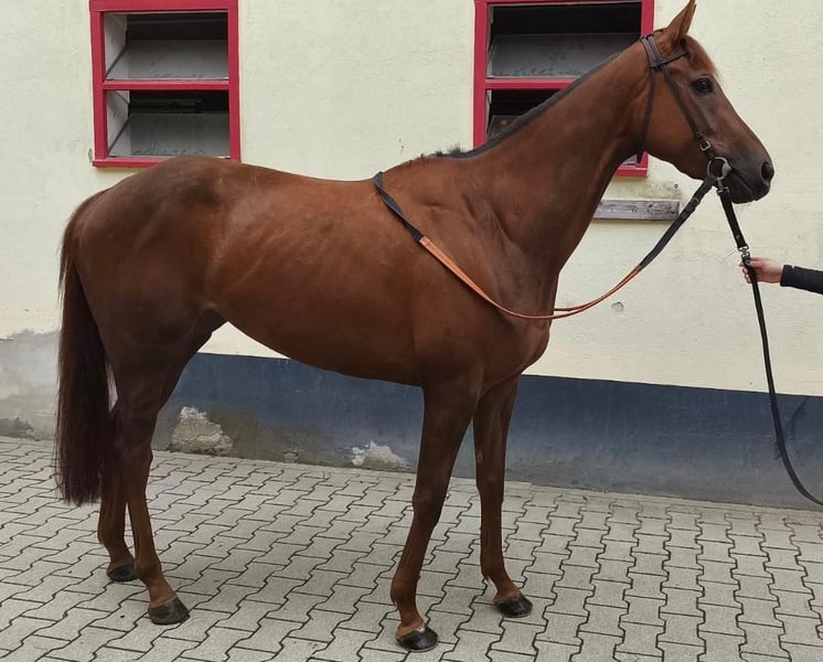 Englisches Vollblut Stute 4 Jahre 167 cm Fuchs in Köln