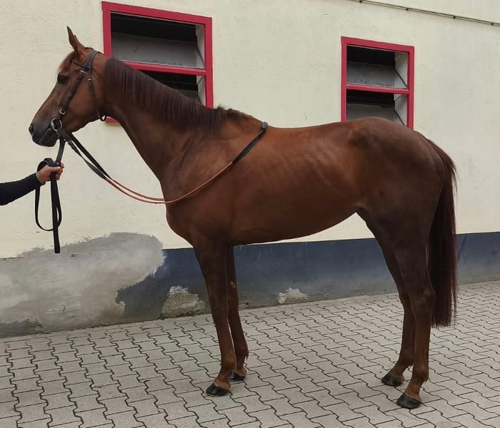 Englisches Vollblut Stute 4 Jahre 167 cm Fuchs in Köln
