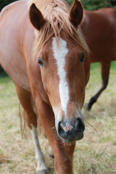 Freiberger Wallach 3 Jahre 159 cm Fuchs in Kamen