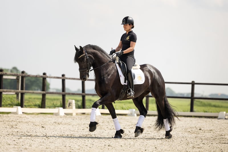 Fries paard Merrie 5 Jaar 168 cm Zwart in Harlingen