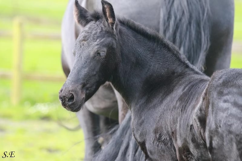 Fries paard Merrie veulen (03/2024) 165 cm Zwart in Epe