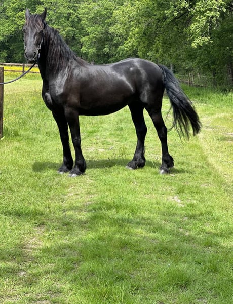 Friesen Stute 14 Jahre in Neuville-en-Ferrain