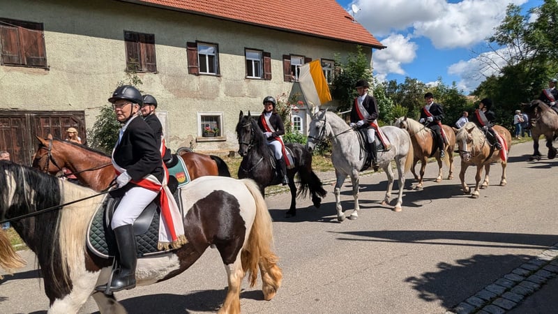 Friesen Stute 9 Jahre 156 cm Rappe in Herdwangen-Schönach