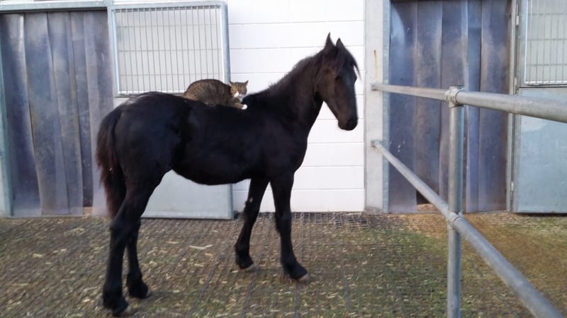 Friesen Stute 9 Jahre 156 cm Rappe in Herdwangen-Schönach