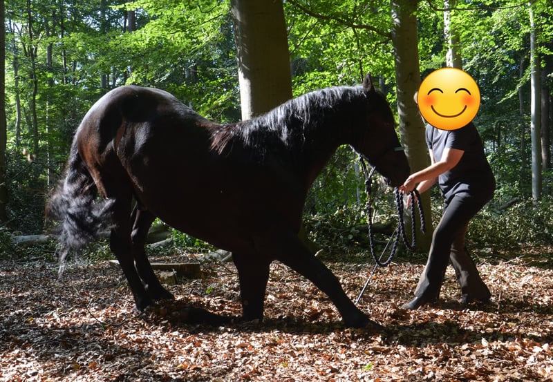 Friesen Wallach 15 Jahre 160 cm Rappe in Nottuln