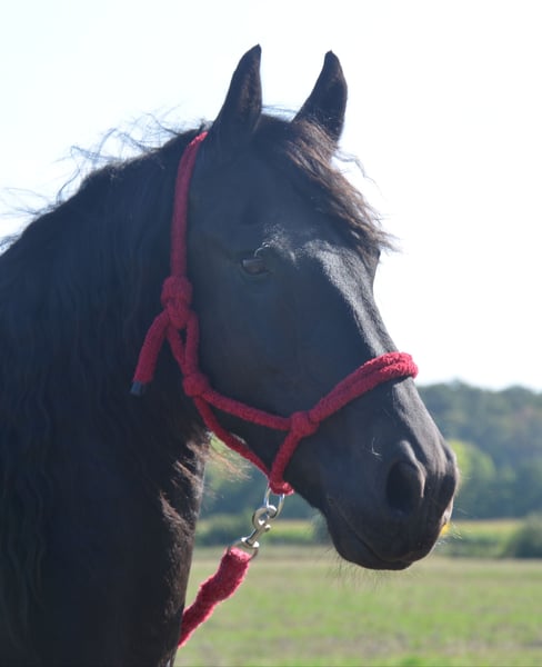 Friesen Wallach 15 Jahre 160 cm Rappe in Nottuln