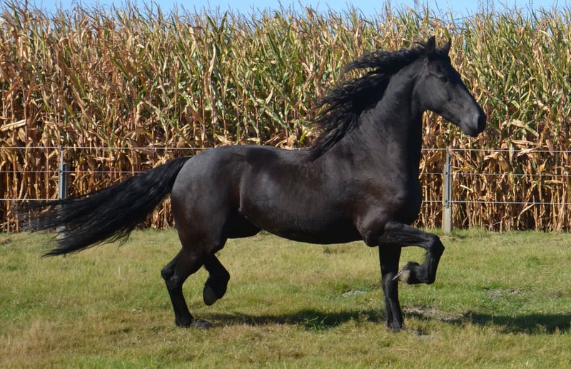 Friesen Wallach 15 Jahre 160 cm Rappe in Nottuln