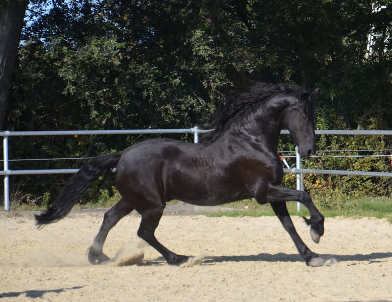 Friesen Wallach 15 Jahre 160 cm Rappe in Nottuln
