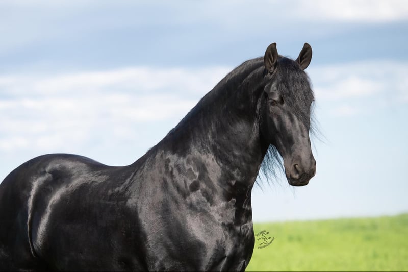 Friesen Wallach 7 Jahre 165 cm in FAIRBANK, IA