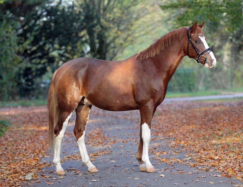 German Riding Pony Stallion 6 years 14,1 hh Chestnut-Red in Stuhr