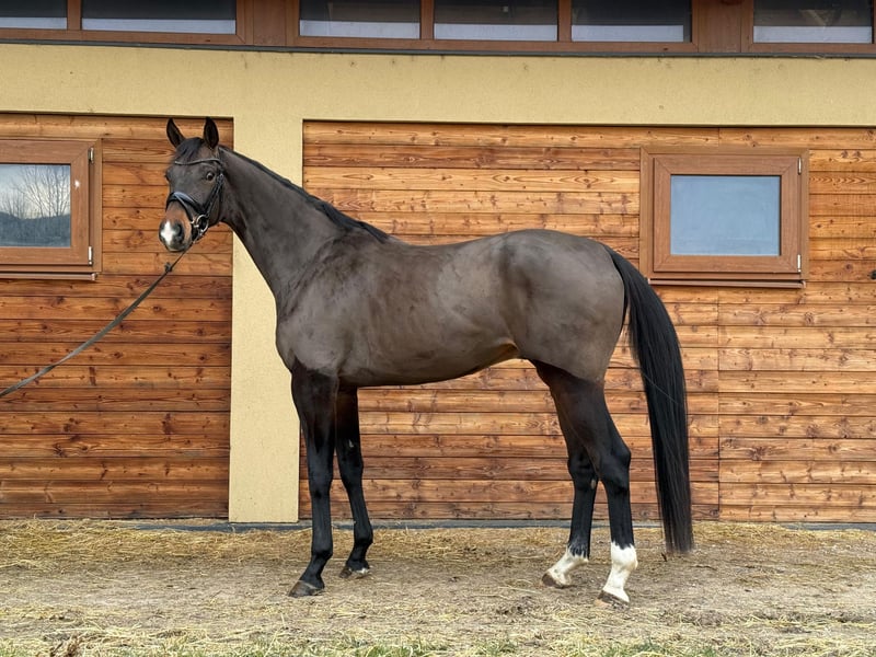 German Sport Horse Gelding 5 years 17 hh Bay-Dark in Pezinok