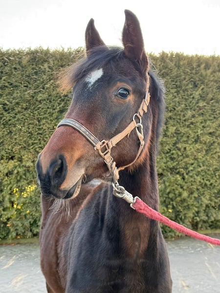 German Sport Horse Mare 3 years Chestnut-Red in Frankenberg (Eder)