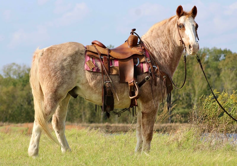 Haflinger Ruin 16 Jaar in Canton TX