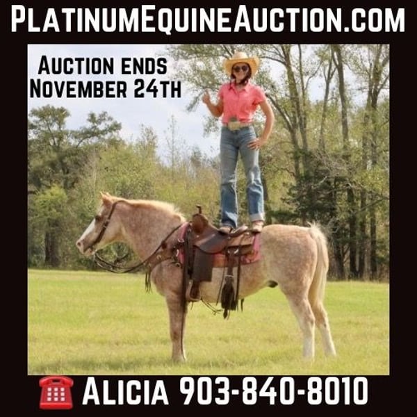 Haflinger Ruin 16 Jaar in Canton TX