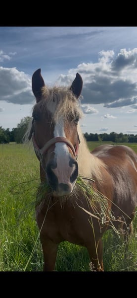 Haflinger Stute 9 Jahre 145 cm Fuchs in Lahnau