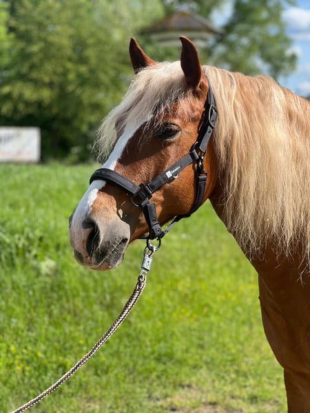 Haflinger Stute 9 Jahre 145 cm Fuchs in Lahnau
