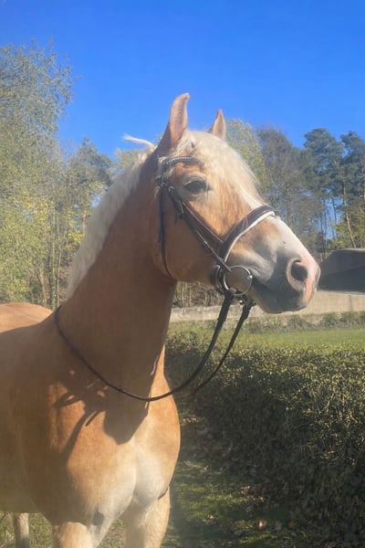 Haflinger Wallach 4 Jahre 153 cm Dunkelfuchs in ChüdenSalzwedel