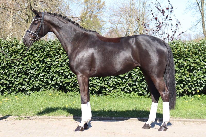 Hannoveraner Stute 4 Jahre 172 cm Rappe in Selsingen