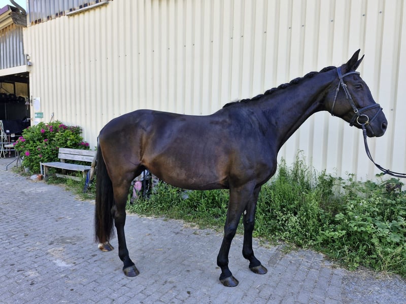 Hannoveraner Stute 6 Jahre 167 cm Rappe in Walldürn