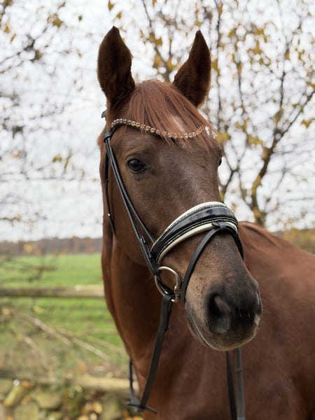 Hannoveraner Wallach 11 Jahre 175 cm Fuchs in Kirchtimke