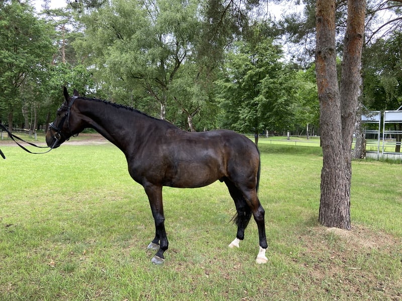 Hannoveraner Wallach 11 Jahre 175 cm Schwarzbrauner in Verden (Aller)
