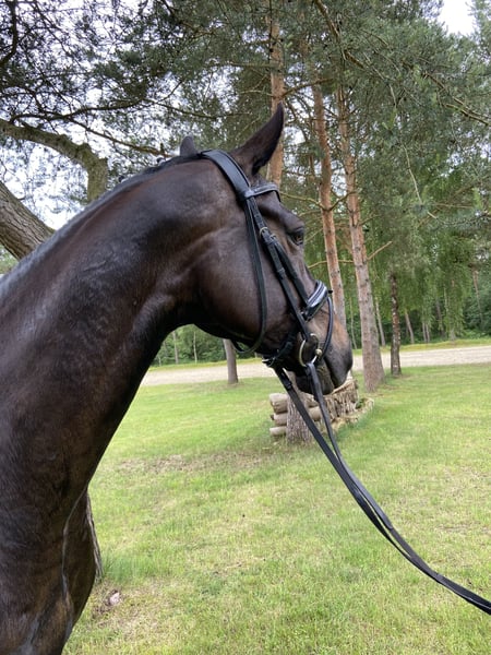 Hannoveraner Wallach 11 Jahre 175 cm Schwarzbrauner in Verden (Aller)