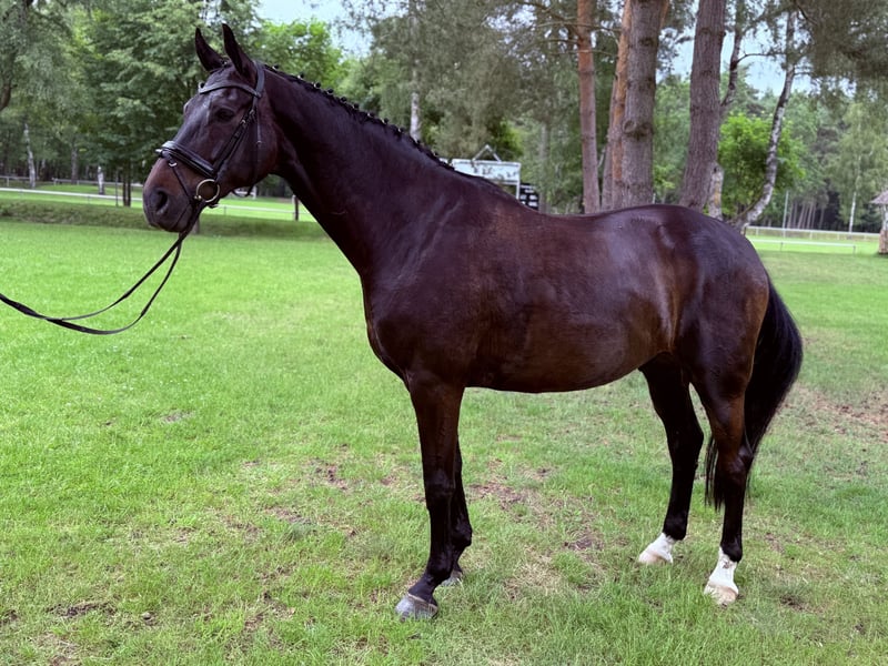 Hannoveraner Wallach 11 Jahre 175 cm Schwarzbrauner in Verden (Aller)