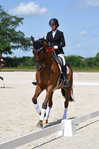 Hannoveraner Wallach 13 Jahre 178 cm Dunkelfuchs in Zolling