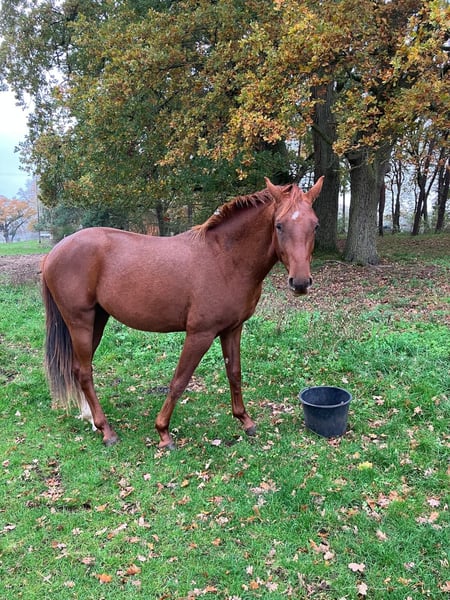 Hannoveraner Wallach 3 Jahre 158 cm Dunkelfuchs in Meppen