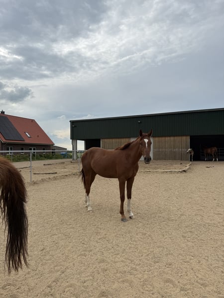 Hannoveraner Wallach 3 Jahre 168 cm Fuchs in Horst (Holstein)