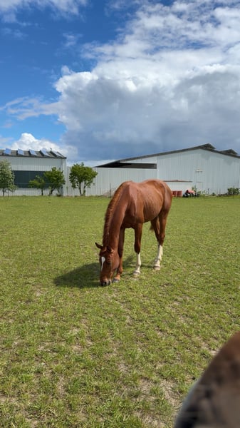 Hannoveraner Wallach 3 Jahre 168 cm Fuchs in Horst (Holstein)