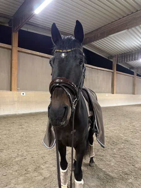 Hannoveraner Wallach 4 Jahre 175 cm Schwarzbrauner in Darmstadt