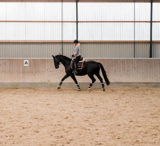 Hannoveraner Wallach 7 Jahre 167 cm Rappe in Fredenbeck