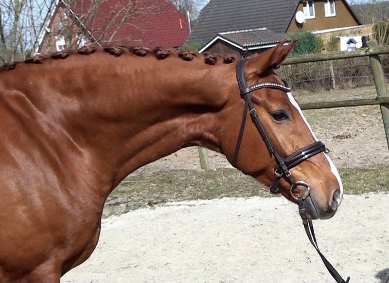 Hannoveraner Wallach 7 Jahre 170 cm Fuchs in Linau